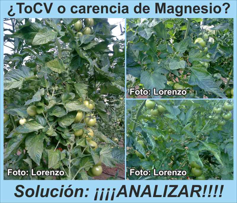 Homo agricola: febrero 2012