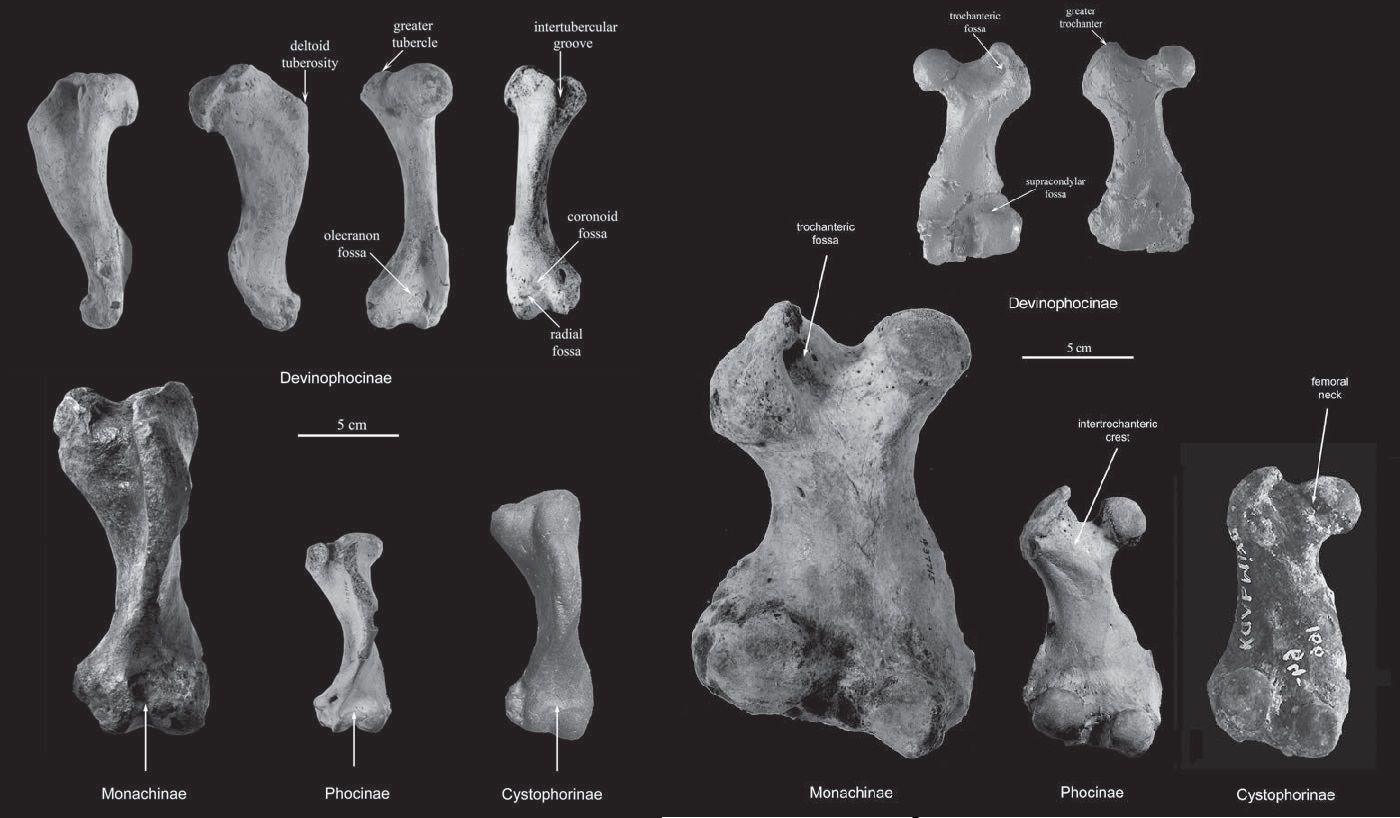 The Coastal Paleontologist, atlantic edition