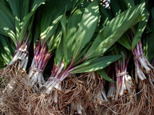 The Ramp Festival 2019