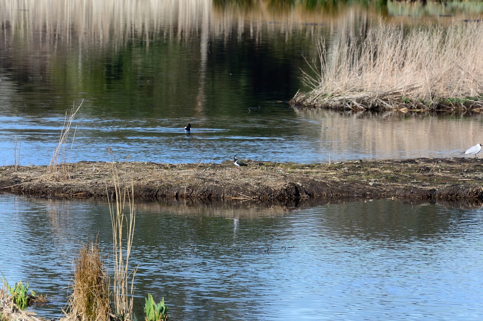 Knuts fugleblogg: Vipe (Vanellus vanellus)