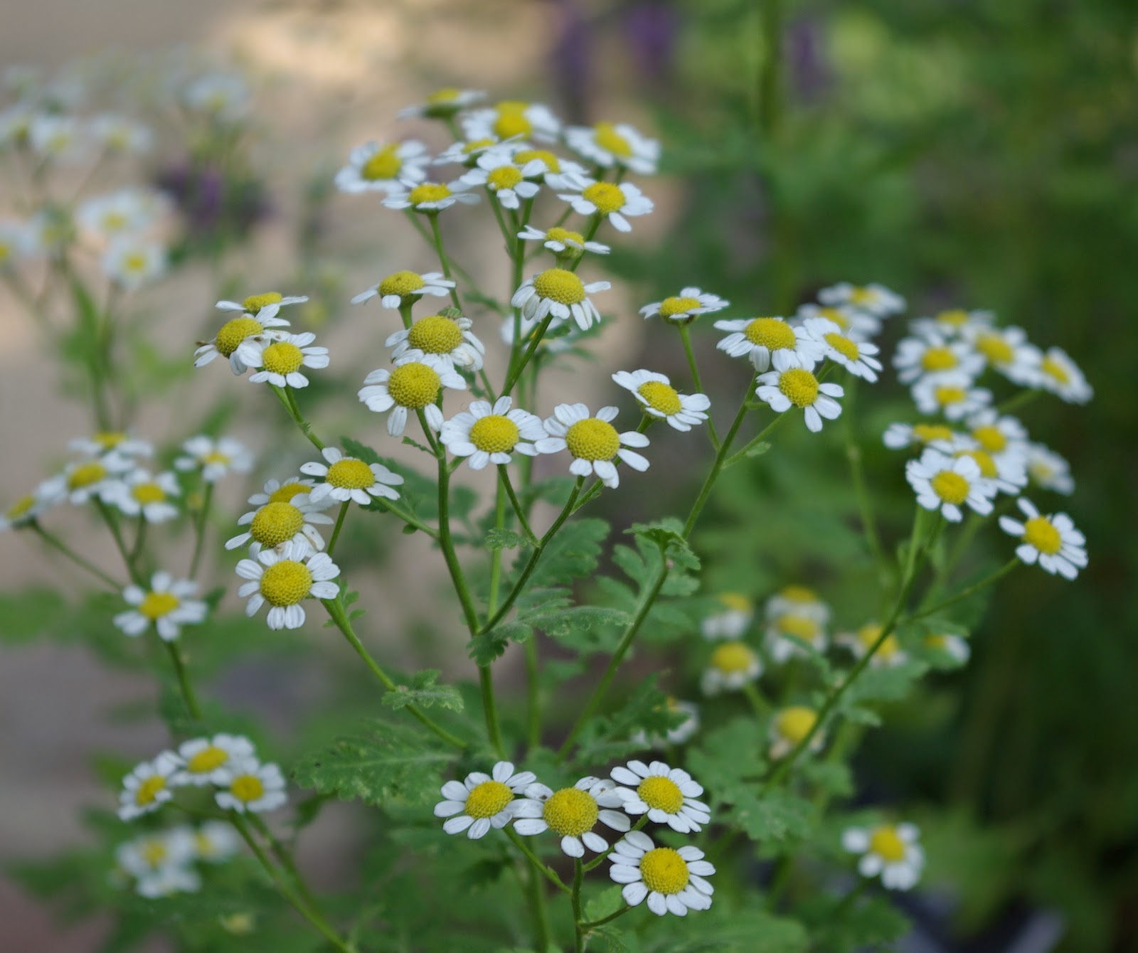 sweetbay: Inspiration