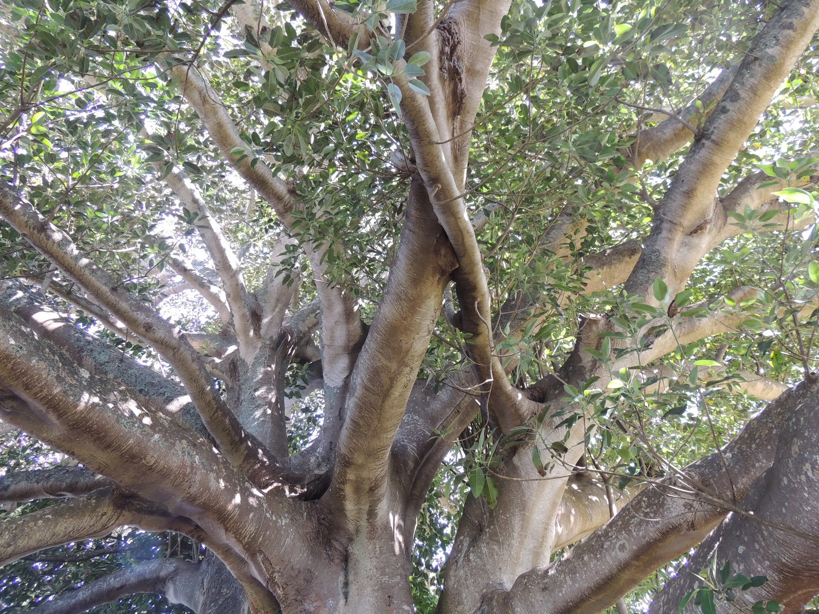 THE ROAD TAKEN : The Overstory and A Day of Trees