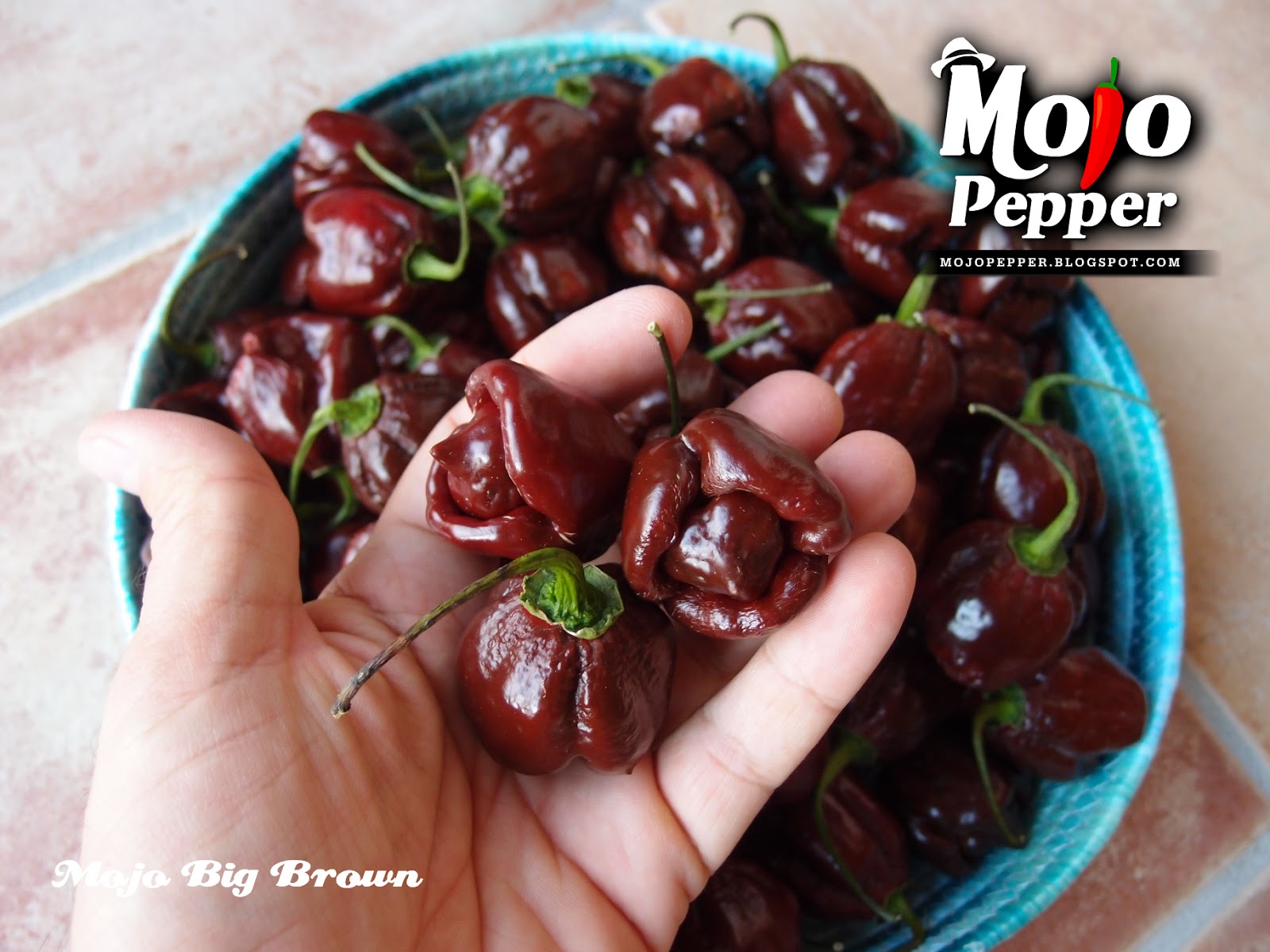 The Mojo Pepper - Just a Chili Pepper grower