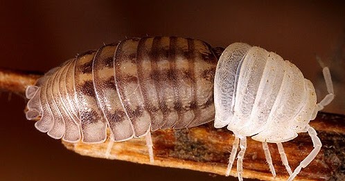 viventibus esse: Ako sa zvlieka žižiavka?