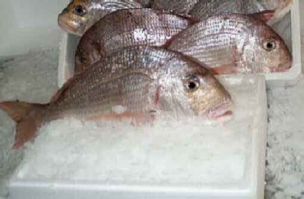 Senegal Seafoods , Fish Products: Red Sea Bream-Dorade Rose Exporter ...