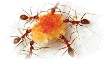 Persatuan dan Kerja Sama Semut | Mikirbae.com