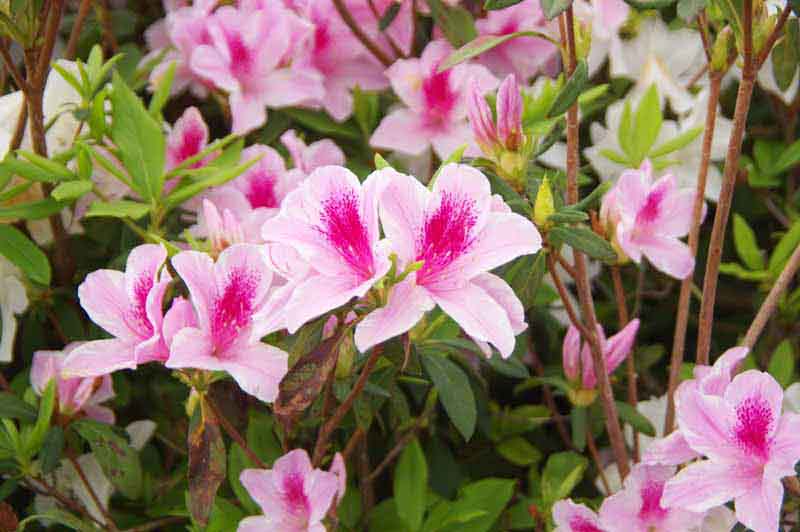 Ryukyu Life: 15 Photos from the Higashi Village Azelea Festival