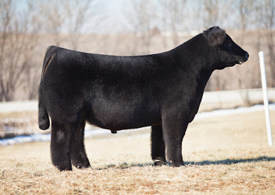 RCC Blog: Brian Martin Show Cattle Embryo & Semen Sale Tonight