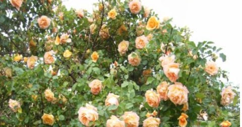 huerto-jardin ecologico: LA MAGIA DE UN ROSAL