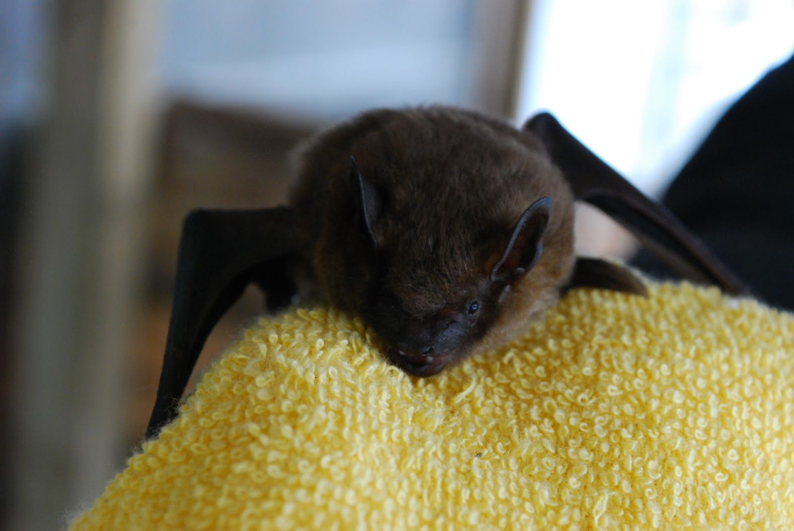 Baby Birder: Harry the Big Brown Bat