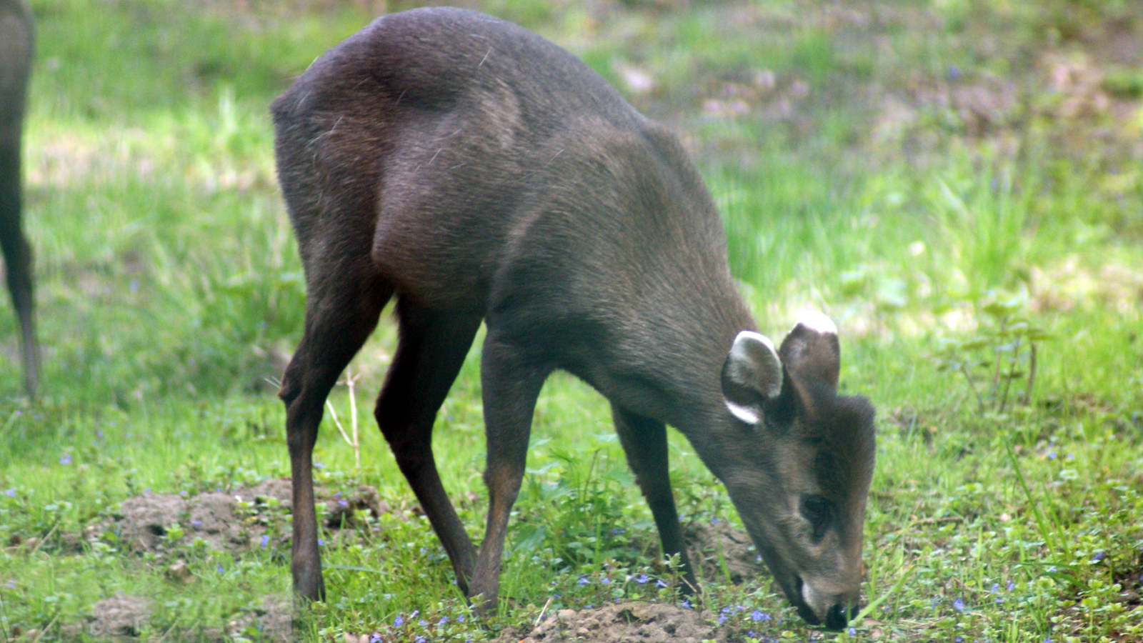 This is a special type of deer Tufted deer | Sport Portals