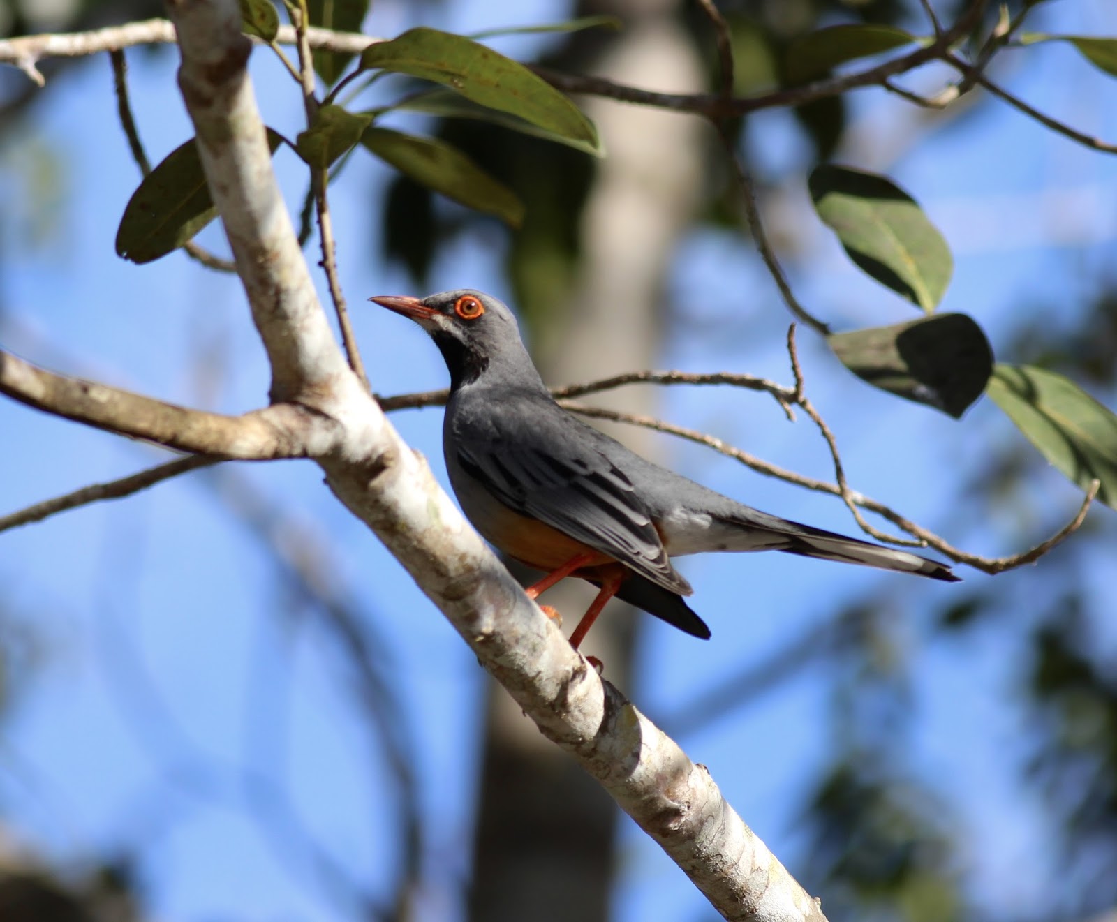 Photographicbirdlistomania: Red-legged Thrush (Turdus plumbeus ...
