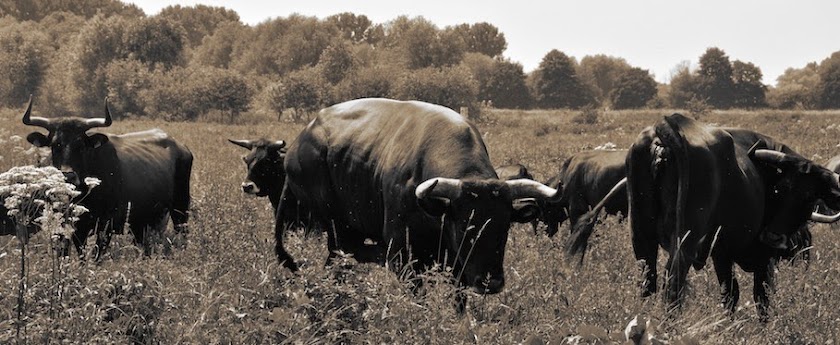 The Breeding-back Blog: June 2024