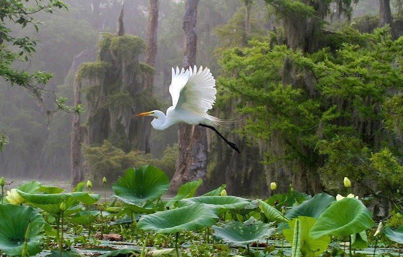 Gift of Nature: Top Class Wallpaper