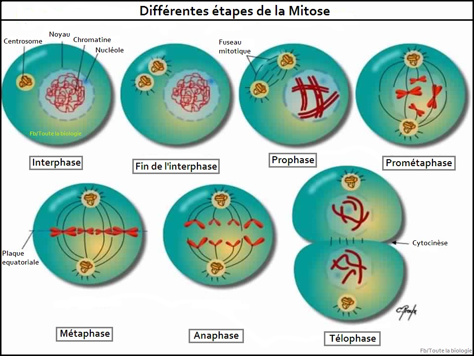 Biologie Simplifiée