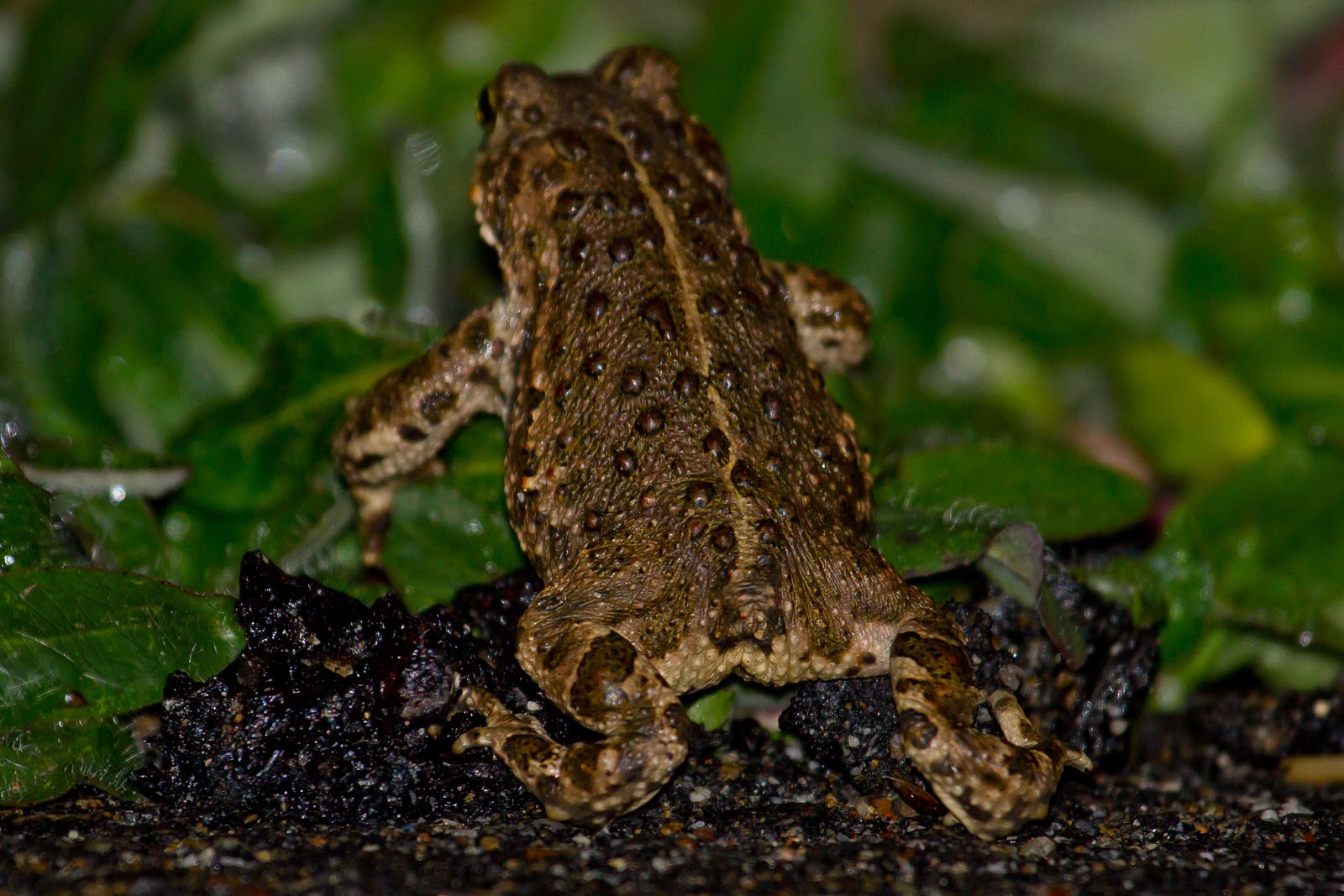 Sapo corredor (Epidalea calamita ) | ELANIO AZUL