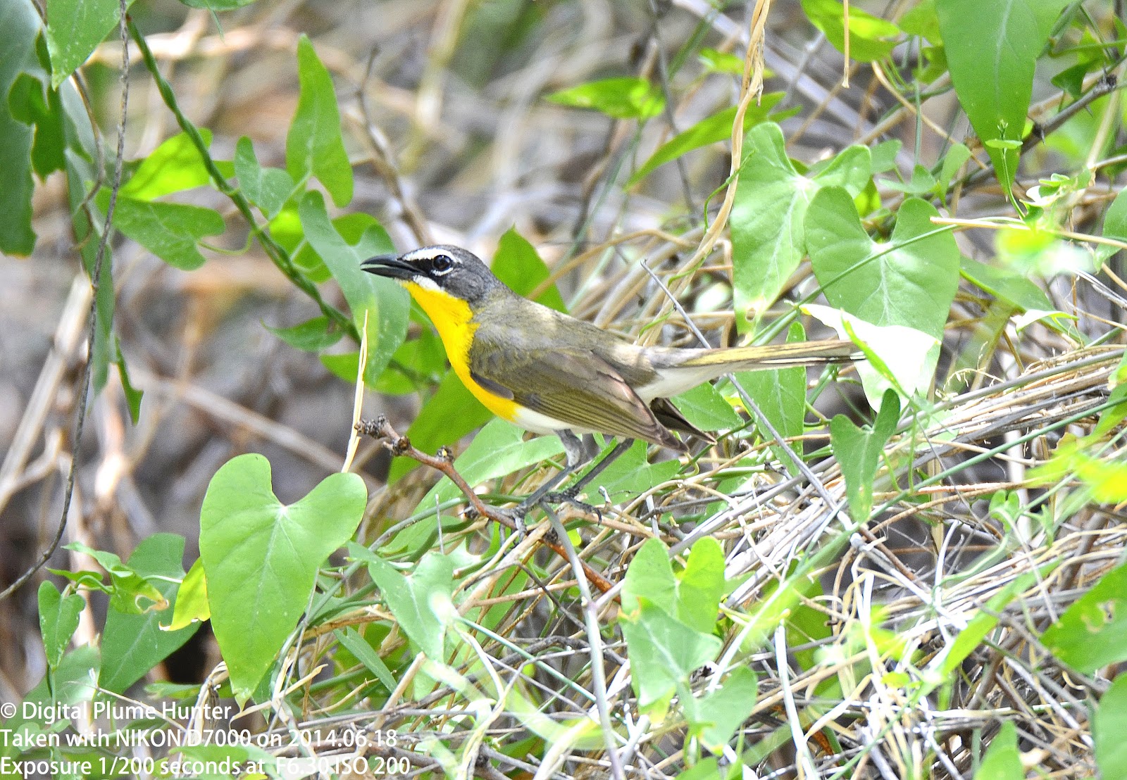 Hunting Digital Plumes in the US and Beyond: Rio Grande Village ...