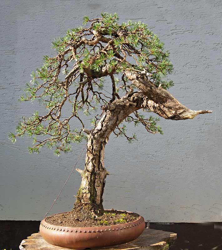 Walter Pall Bonsai Adventures: Scots pine #4
