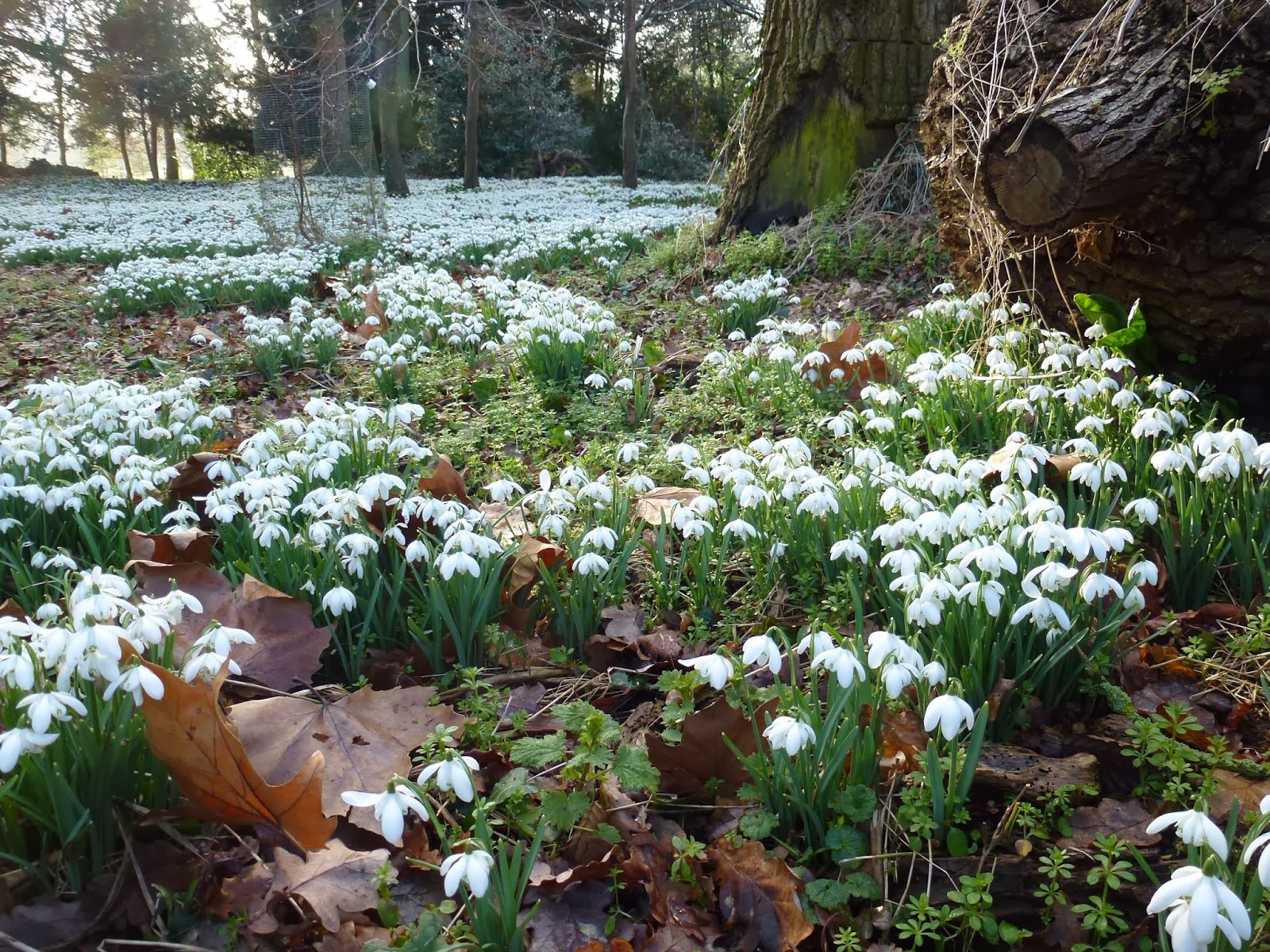 Views of the Ock: Snowdrops 2014