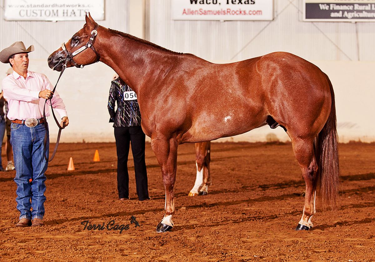 Terri Cage Photography: Preparing Your Horse For Photos