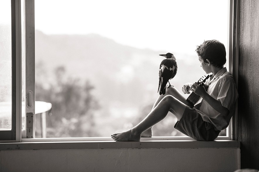 Das Lesesofa: Penguin Bloom von Cameron Bloom - Rezension