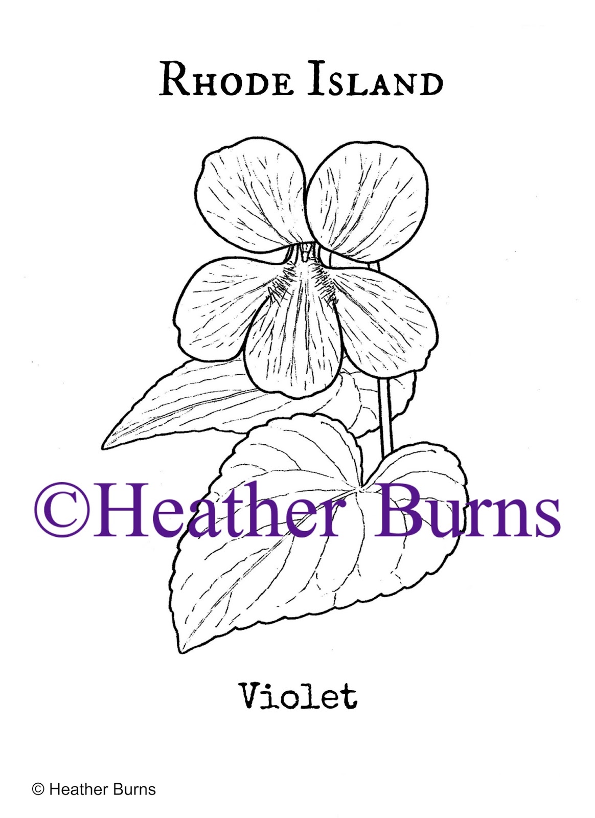 State Flower Coloring Book: Rhode Island State Flower: Violet