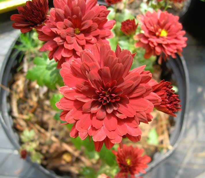 Plants & Such: Amaryllis, Orange Lily, and Marigold