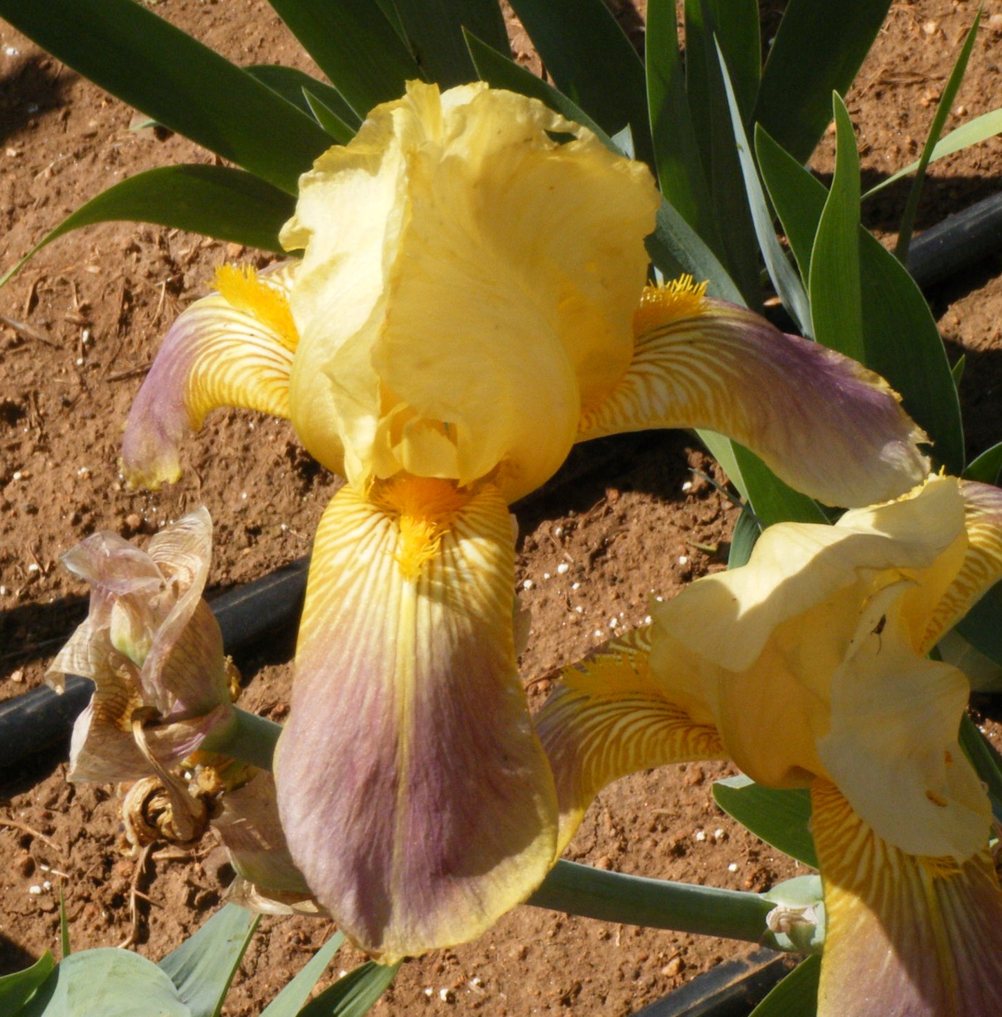 World of Irises: September 2018