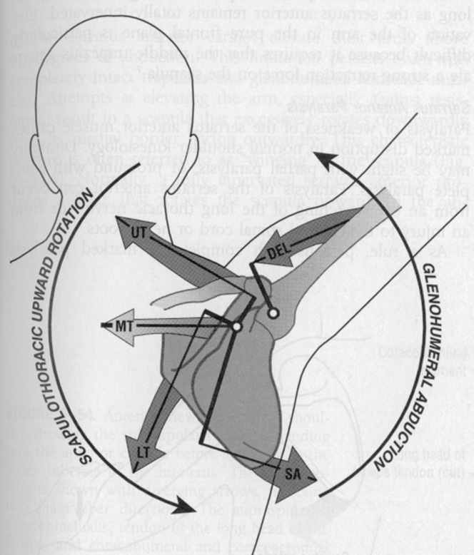 Natural Performance Rehab: The Power of Joint Centration