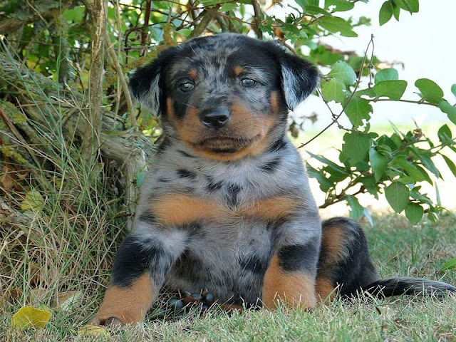 Cute Pictures of Beauceron Puppies