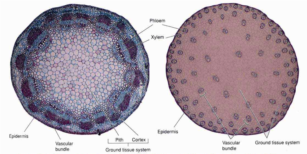 Bionomipa: Indikator 14: Jaringan pada Tumbuhan dan Hewan