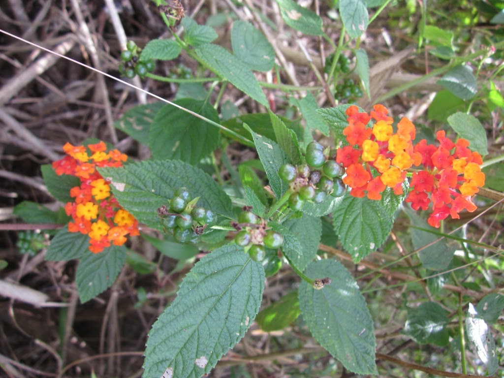 Lantana (Kongini Poovu) | KERALA NATURE AND AYURVEDA