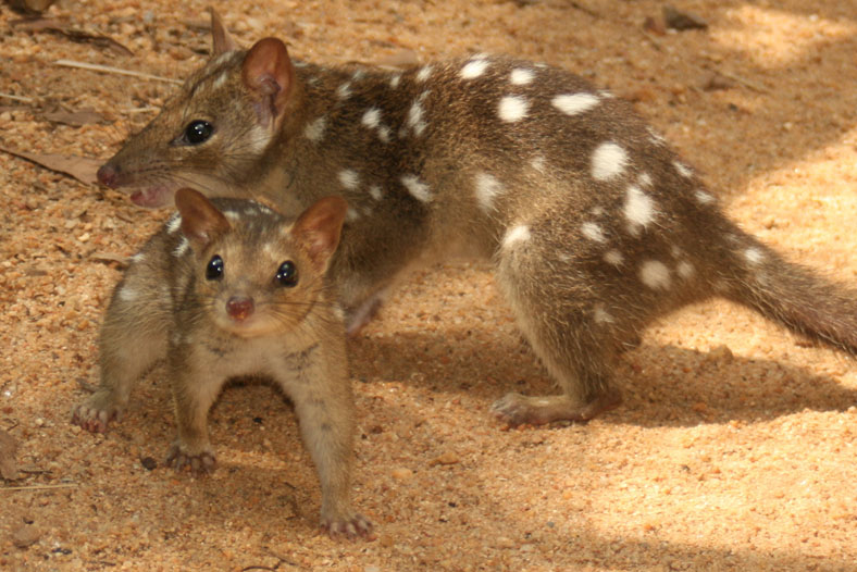 Quoll | Animal Wildlife