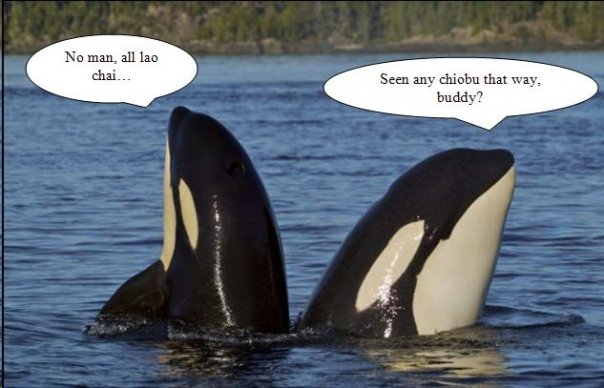 Funny Orca photos |Funny Animal