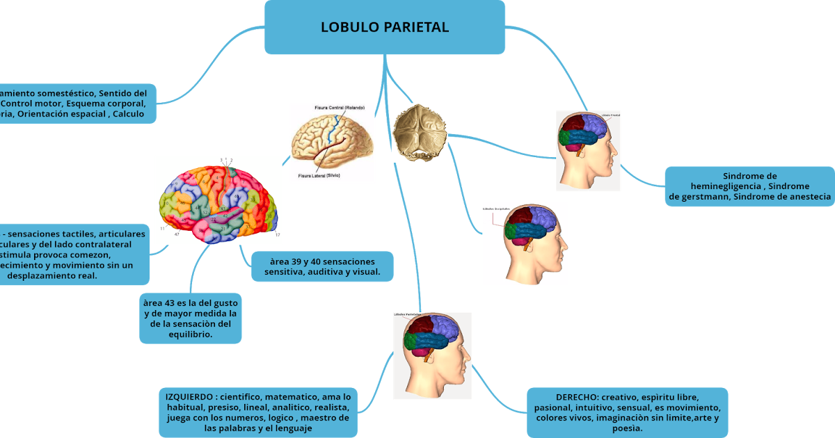 Base de Neurociencias Paulina: Esquema Lóbulo Parietal
