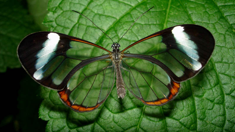Stunning Photos of the Glass-winged Butterfly