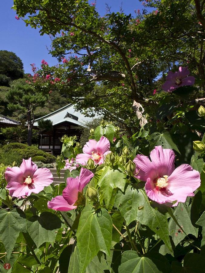 FROM THE GARDEN OF ZEN: September 2011