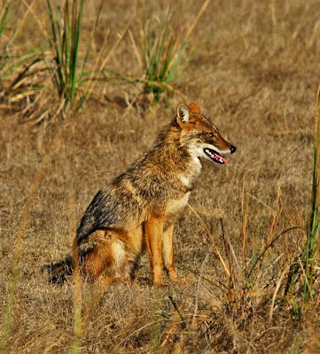 Animais e Natureza, os donos do Planeta: Chacal.