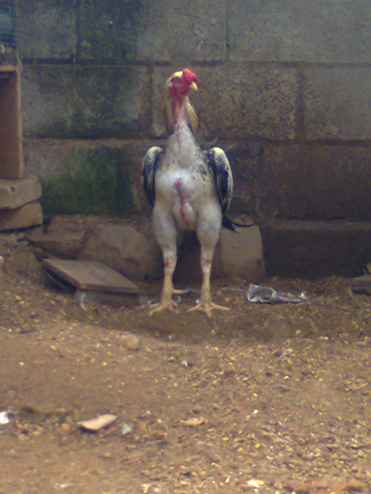 Aseel ~ P S Pet Circle