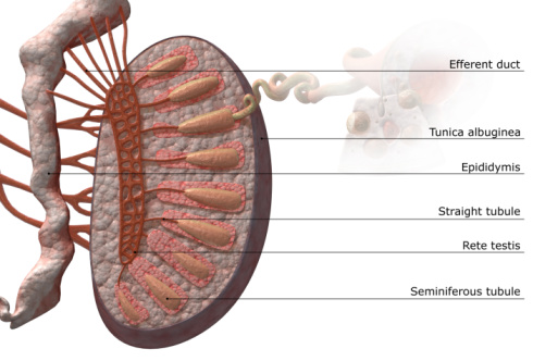 Dunianya Sari: Sistem Reproduksi Manusia: Pria