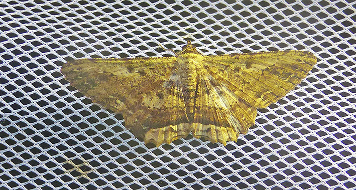 BunyipCo: November 2016