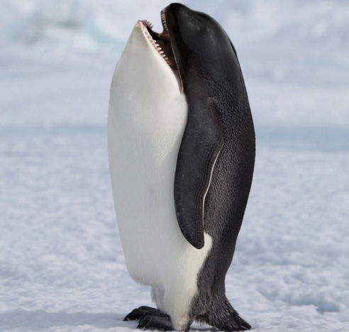 12 Animal Hybrids You Wont Believe Really Exist. ~ Google+