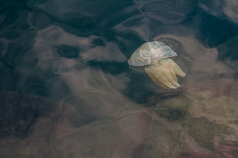 TERRA VIVA: ALFORRECA