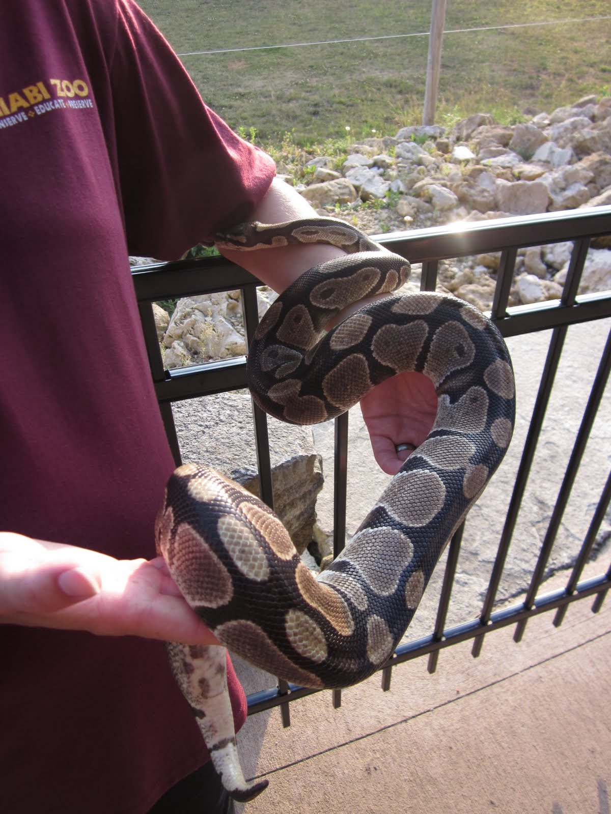 Sud Savant: Pints for Pachyderms