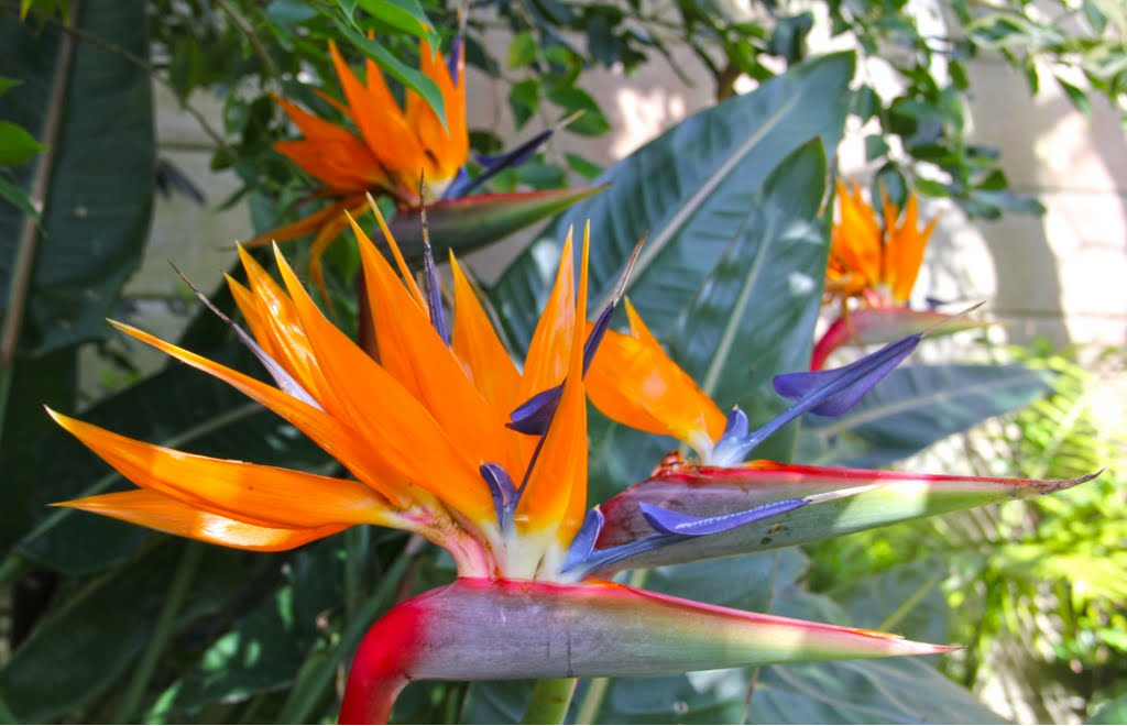 tropicalia: "flora de Angola"