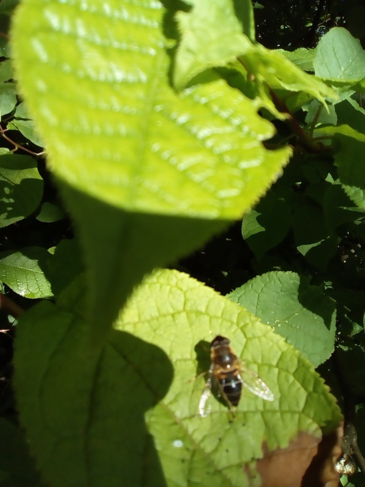 Me and my animal friends: #Insekter #Insects #Insekten #Insectes # ...