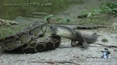 Variety World: A Snake Swallows a Crocodile Live on Camera