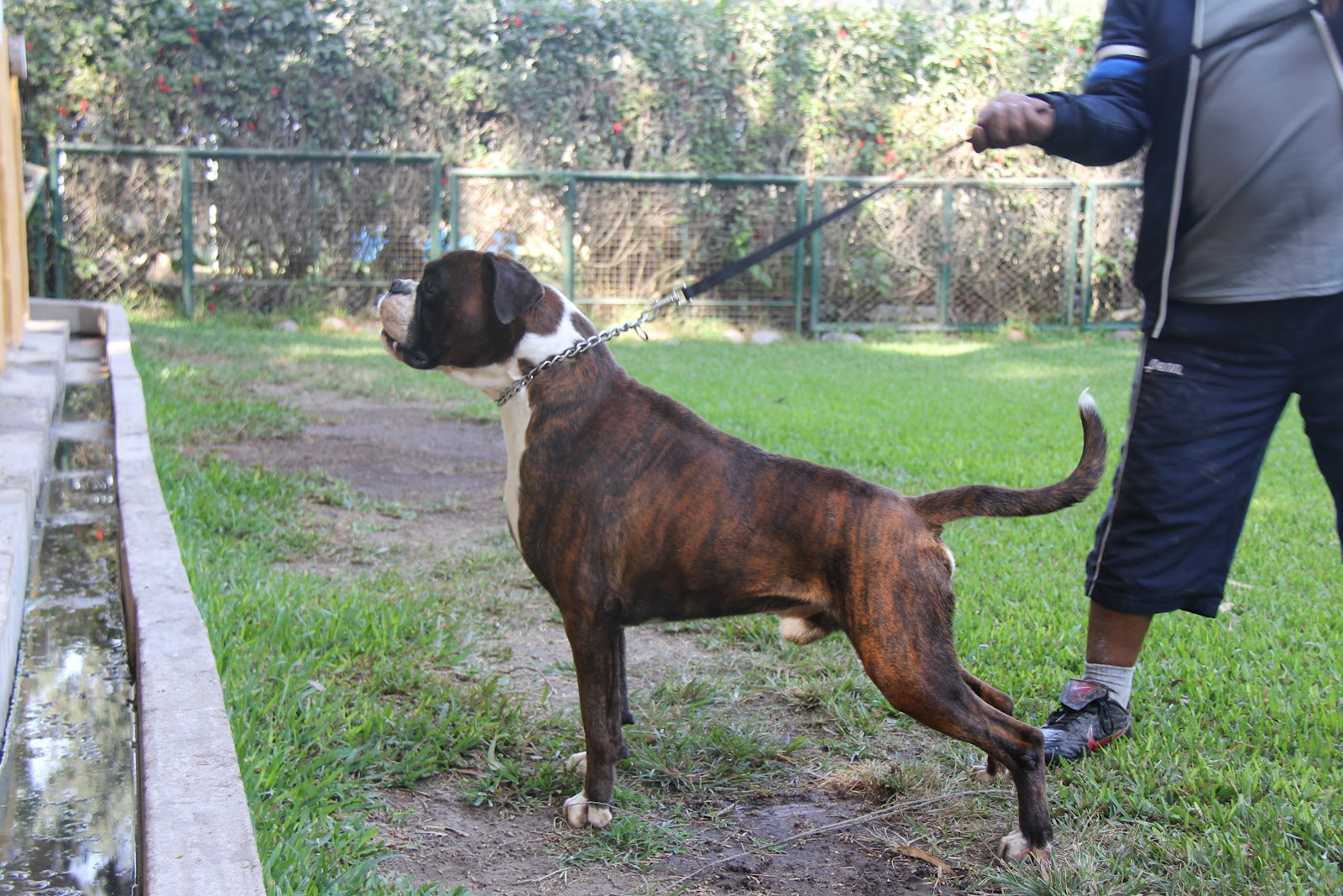 mythos boxers: Machos