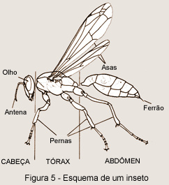 ENTOMOLOGIA-INSETOS: Características Dos Insetos