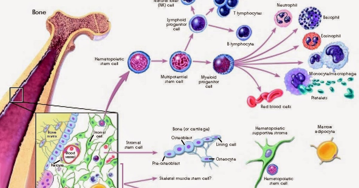 Cancer Biology: Introduction to the Stem Cell Origin of Acute Myeloid ...